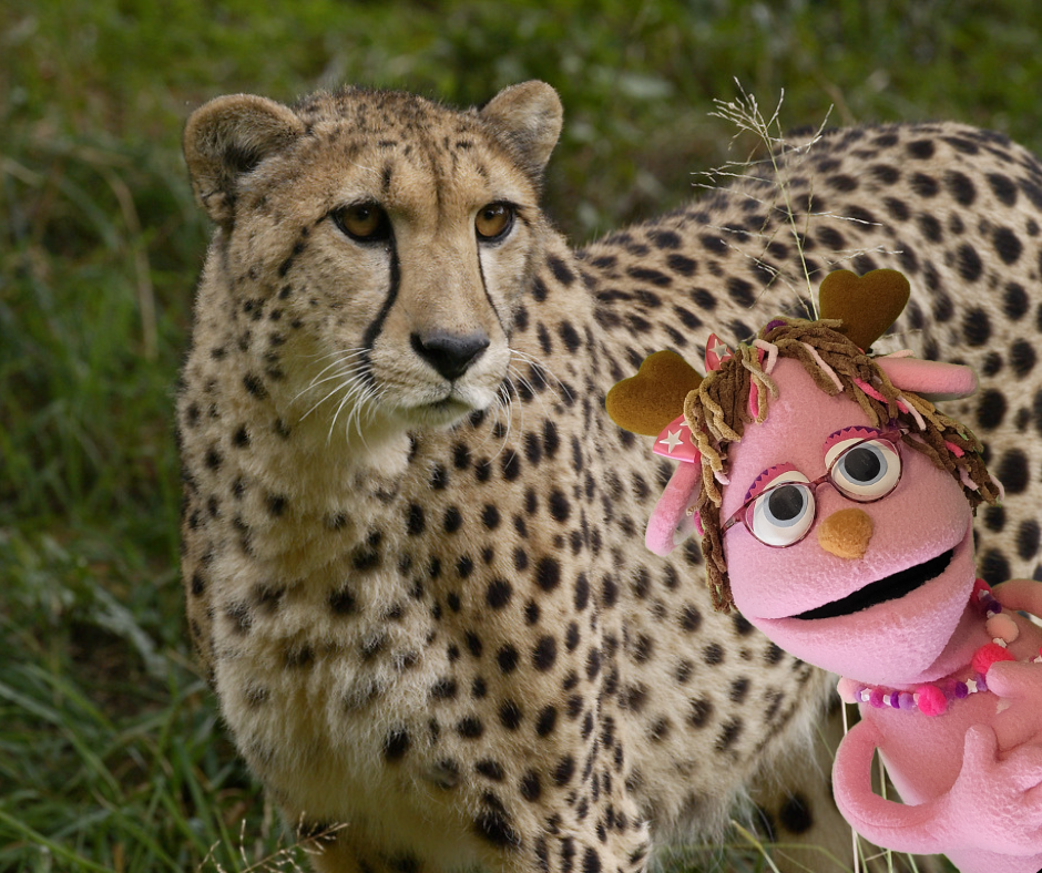 NHSA and the Zoo in the Classroom: Cheetahs - NHSA